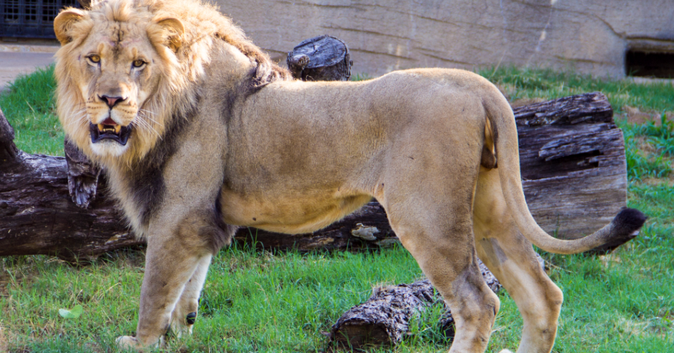 African lion Kalu is the Tulsa Zoo's newest king