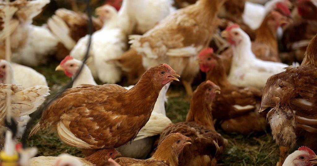 A look at poultry operations in Oklahoma