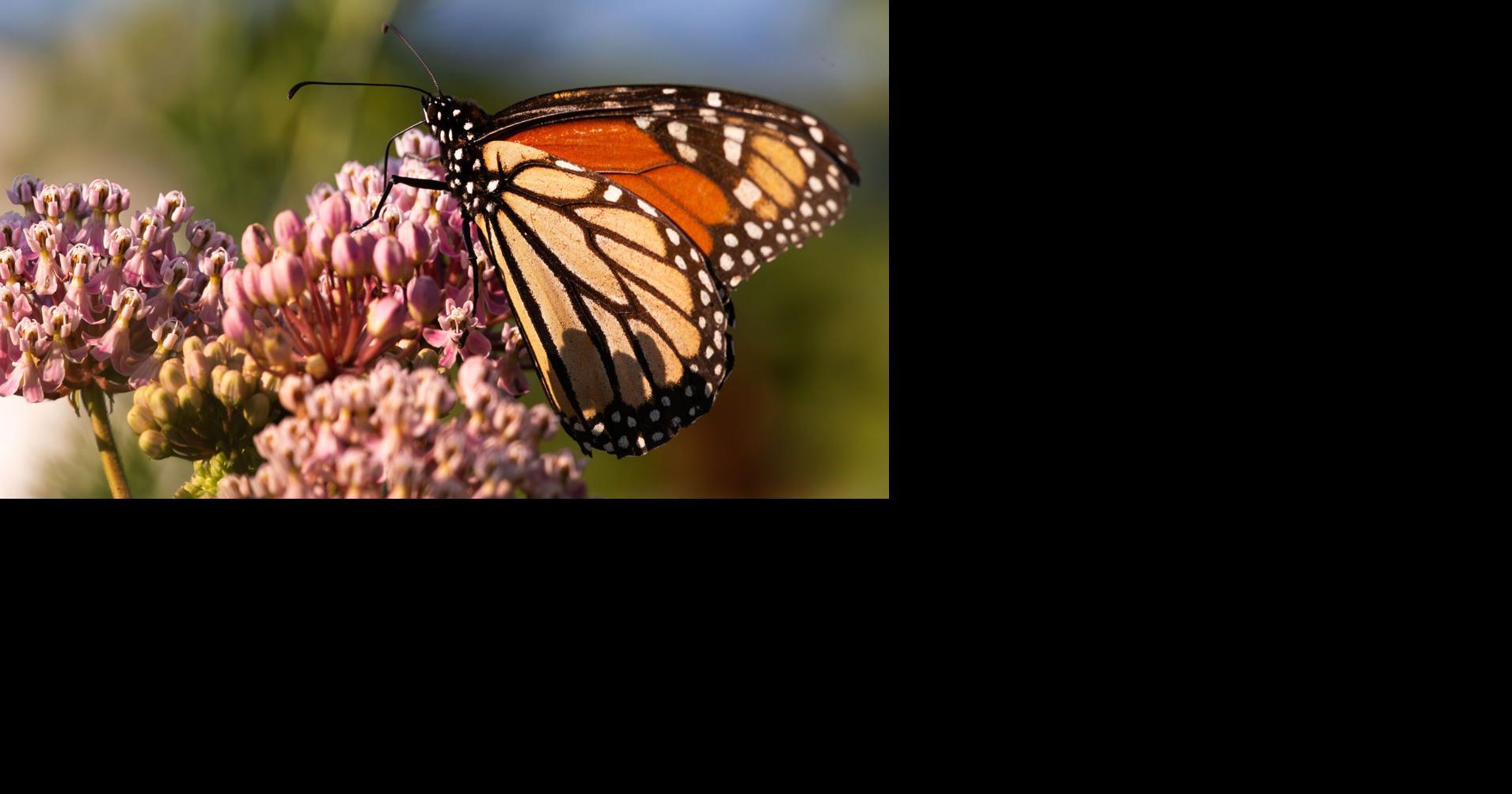 Mysterious monarch phenomenon will occur in Oklahoma, Texas