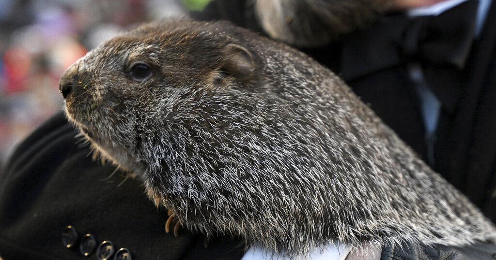 Groundhogs and how they ended up predicting the weather