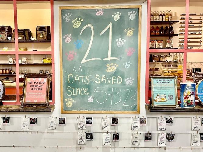 Cat cafe coming to Tulsa after immediate success in OKC