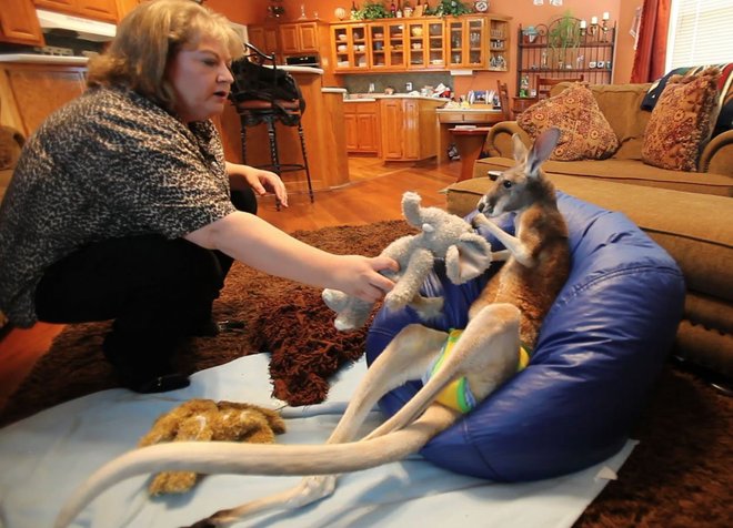 Woman to take Irwin, her disabled kangaroo, from Broken Arrow