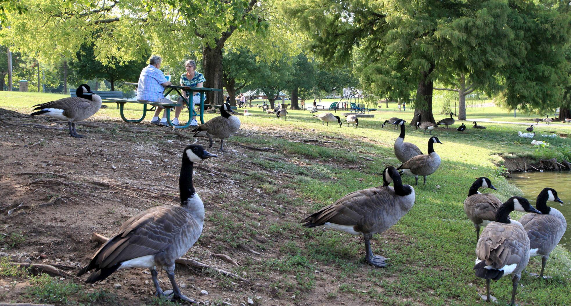 Gallery: Ducks, geese and fishing, a late afternoon at Braden Park Pond