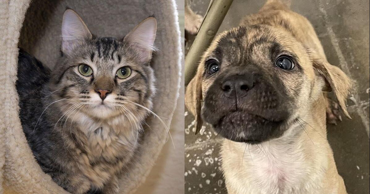 Pawsitively adorable: Meet 40 adoptable dogs and cats looking for love ...