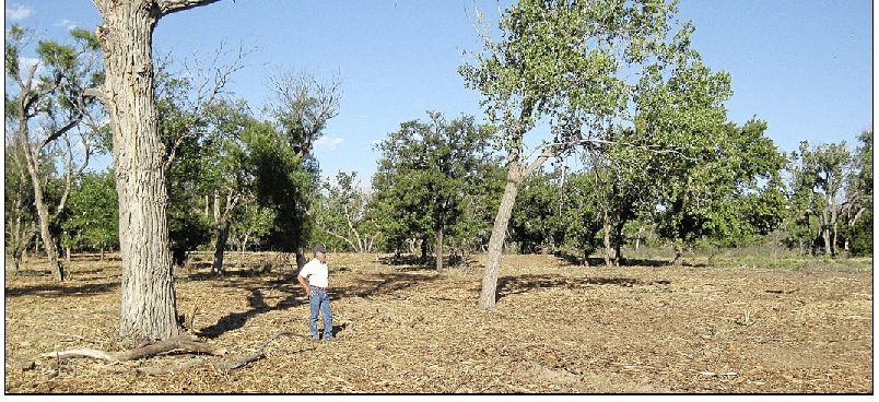 Taking on invasive eastern red cedar