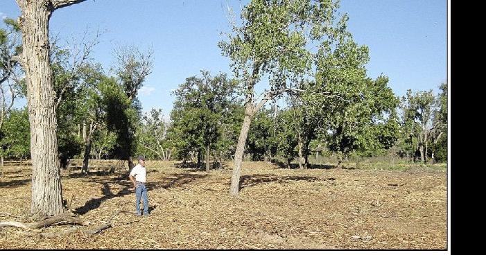 Taking on invasive eastern red cedar