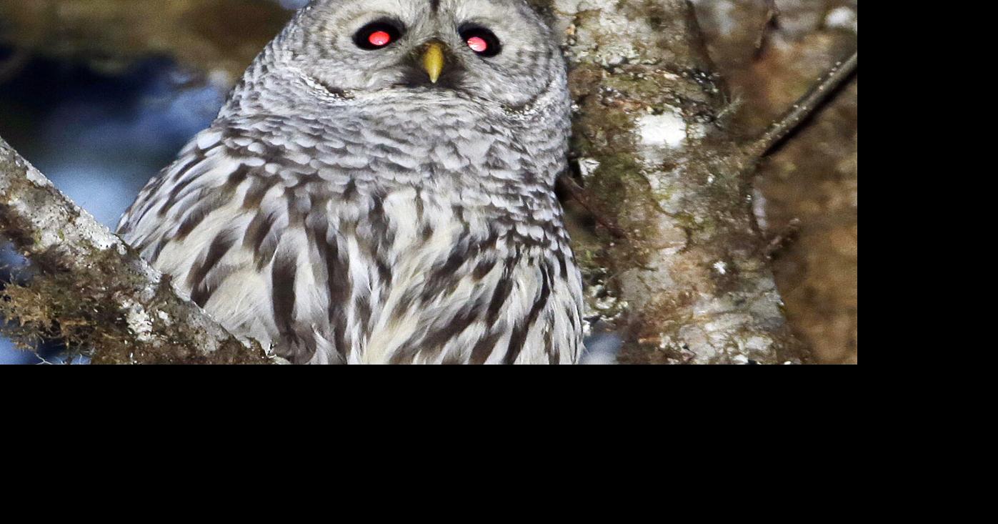 To save spotted owls, officials plan to kill barred owls