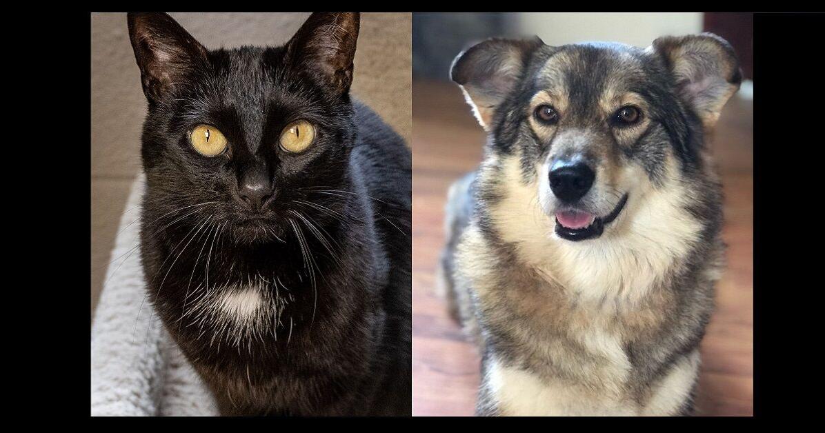 Meet 68 adoptable dogs and cats looking for love in the Tulsa area