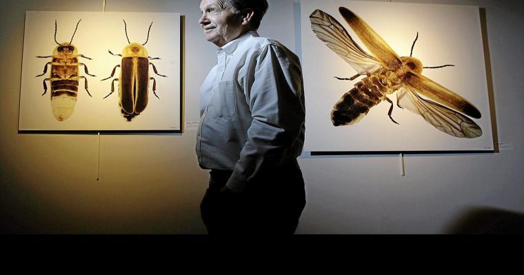 'Firefly Experience': New exhibit illuminates an insect state of mind