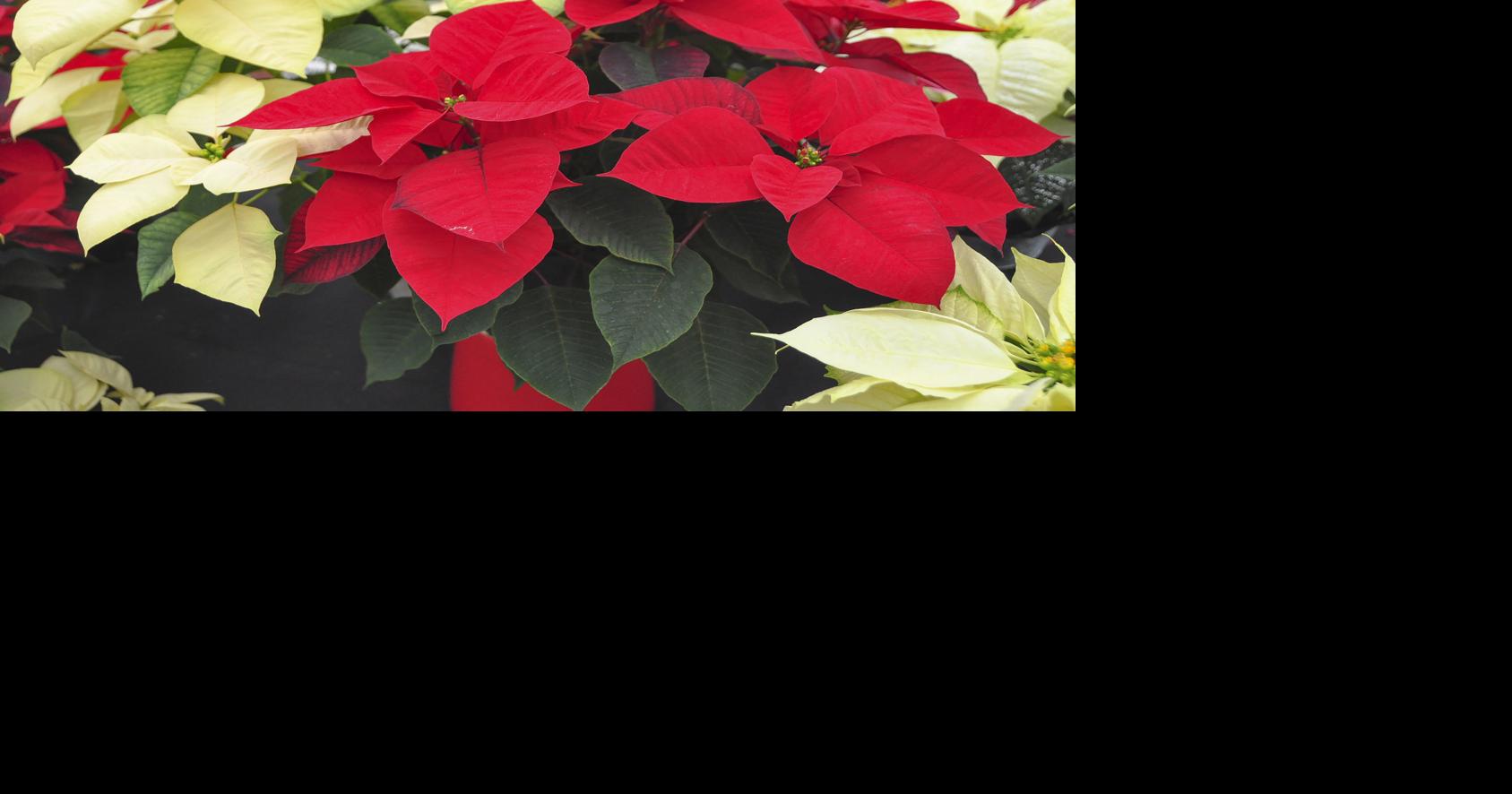 How To Get Poinsettia To Bloom Again