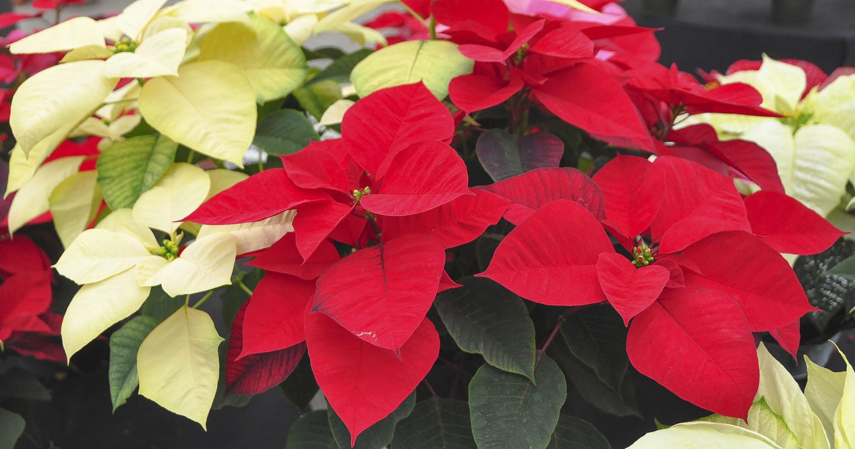 How To Get Poinsettia To Bloom Again How To Get Poinsettia To Bloom Again