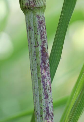 How to identify and get rid of poison hemlock