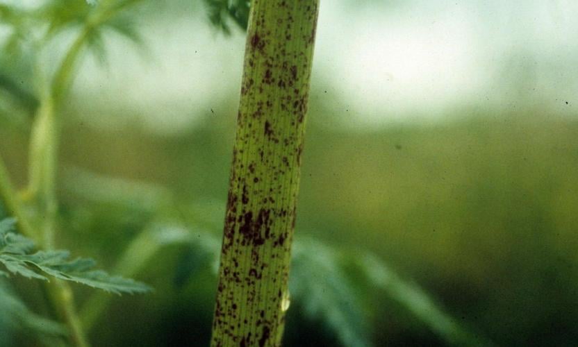 Master Gardener: How to identify, get rid of poison hemlock