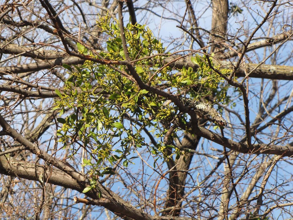 Mistletoe has an interesting history