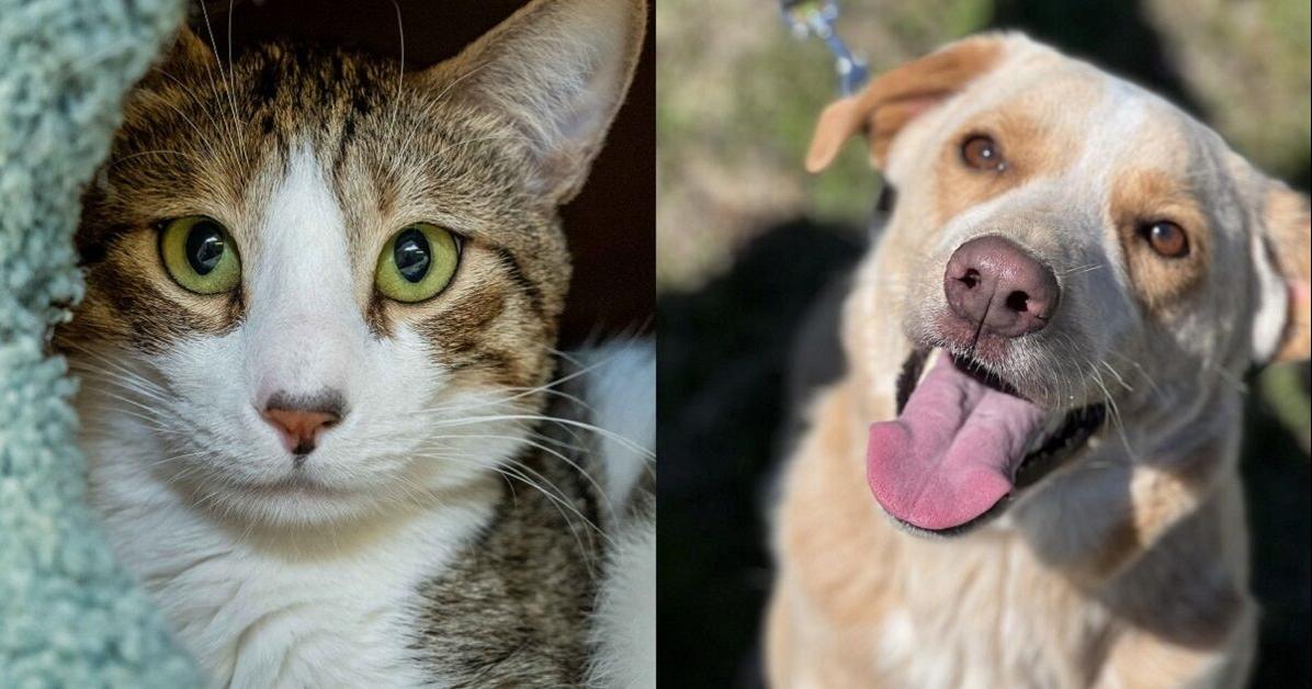 Meet 28 adoptable dogs and cats looking for love in the Tulsa area