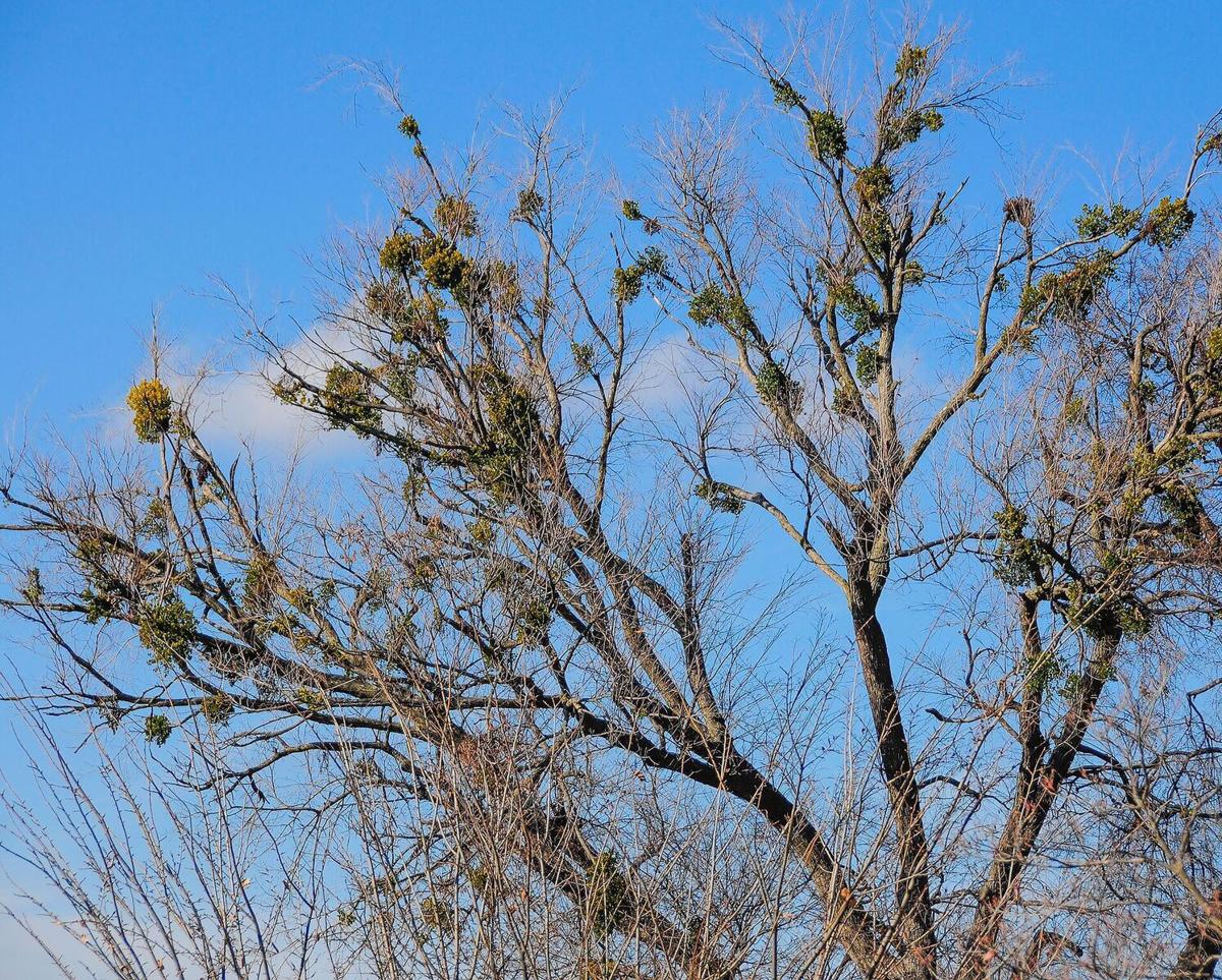 Master Gardener: Mistletoe has unique history in Oklahoma