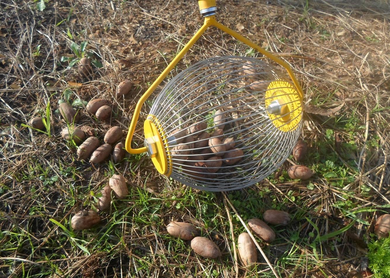 Master Gardener: Tips for planting pecan trees