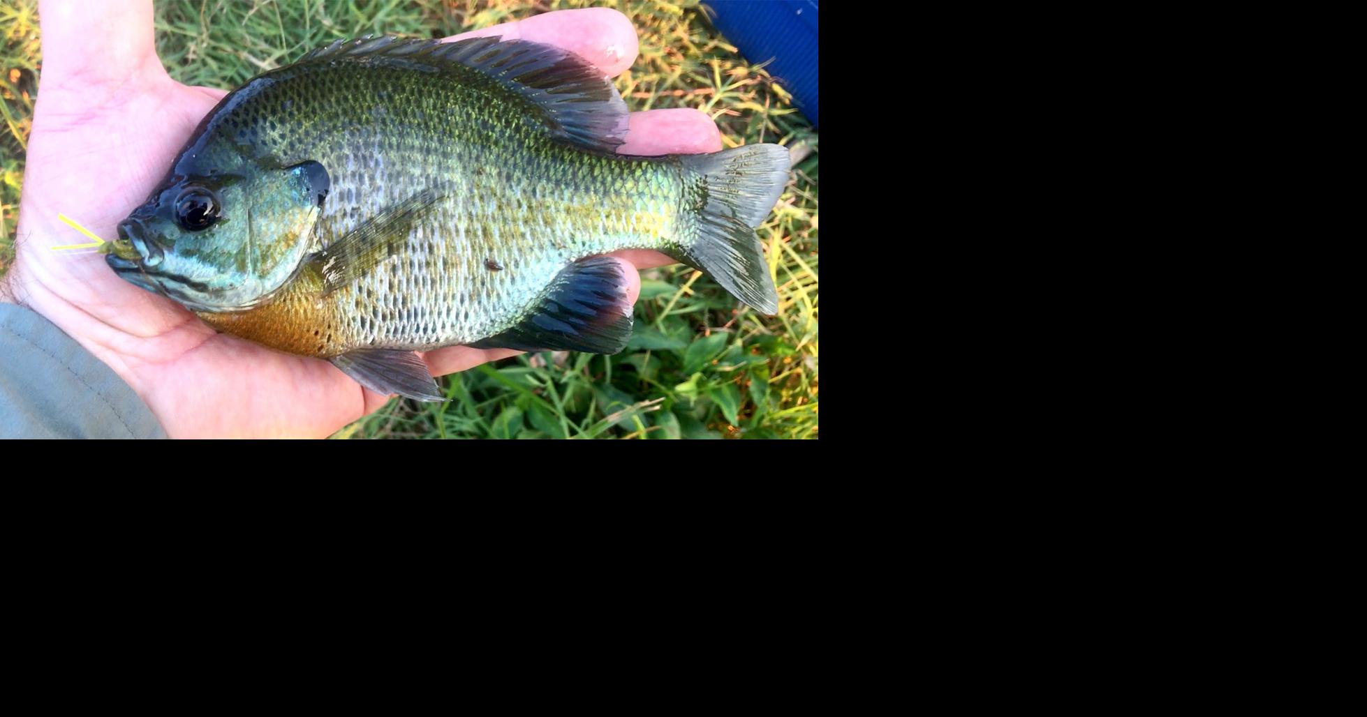 Care for your catch: Ice keeps hot-weather fish nicer for the table