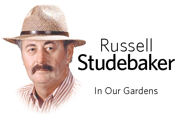 Pitcher plant is insects' bane, better looking than Venus' flytrap