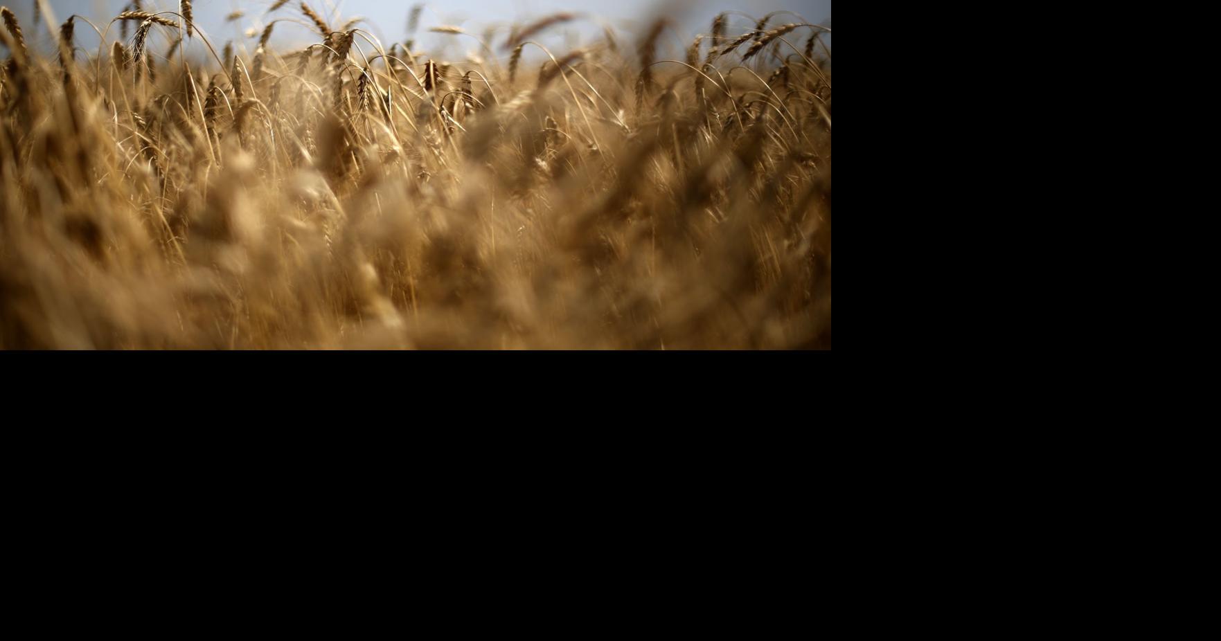 Invest in small-scale farming innovations: Opinion