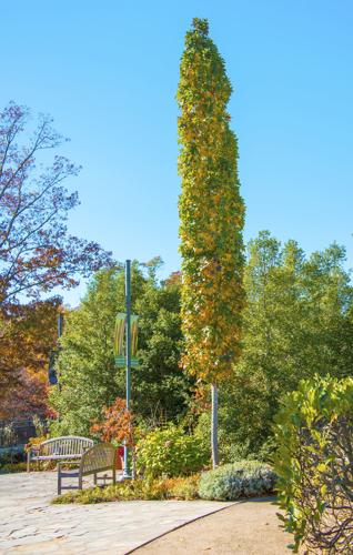 Master Gardener: Slender trees work well for smaller landscapes