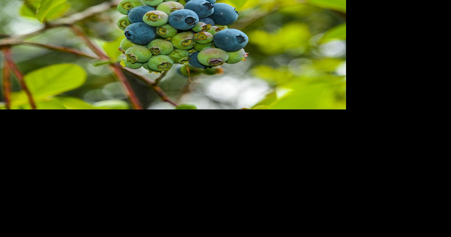 Master Gardener: Planting a blueberry patch requires patience