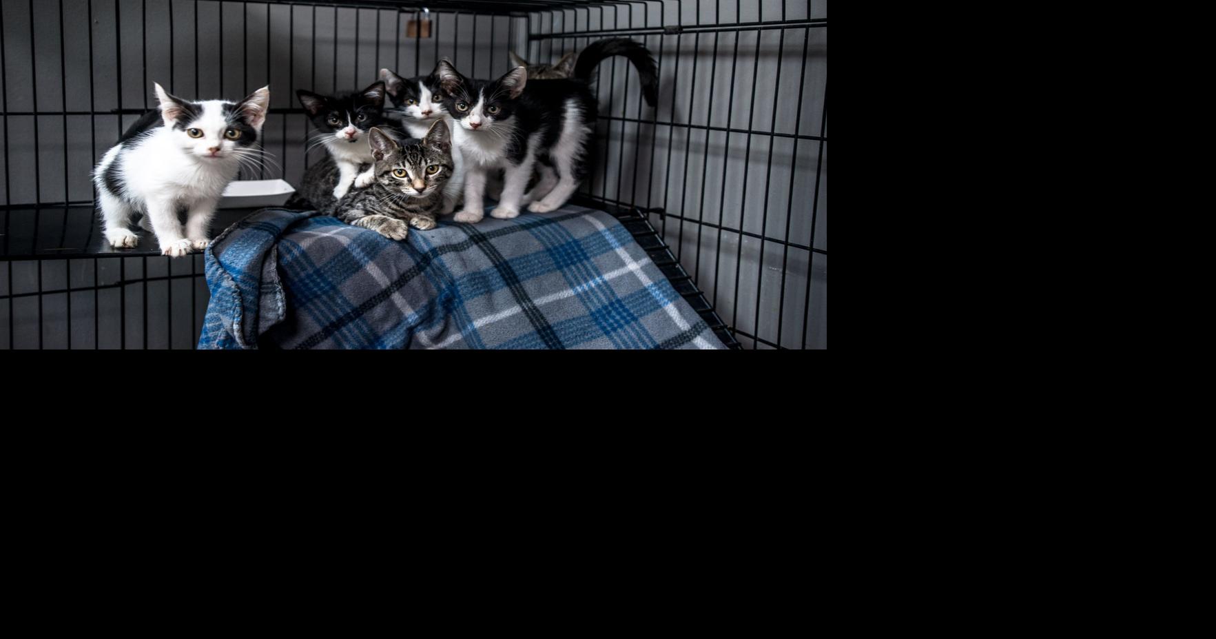 Spay Oklahoma group shares concerns about Tulsa Animal Welfare shelter ...