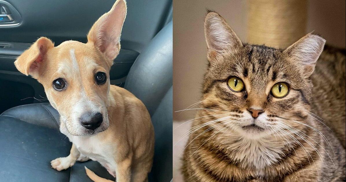 Meet 65 adoptable dogs and cats looking for love in the Tulsa area