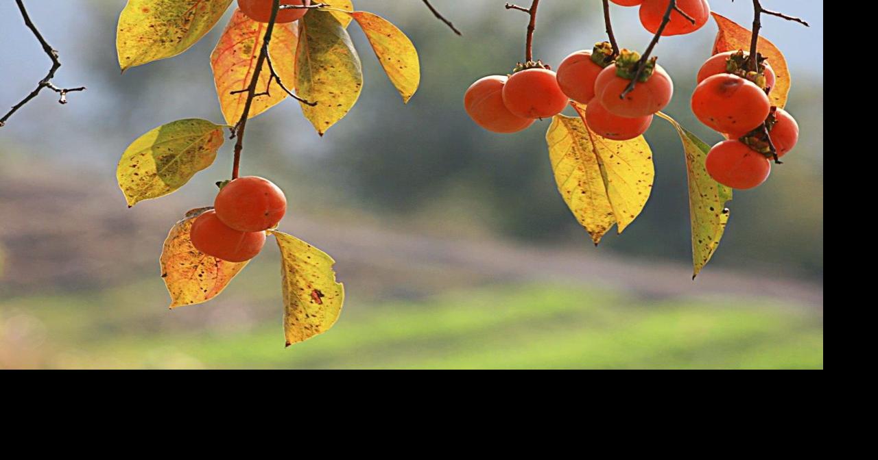 Barry Fugatt: Persimmon seeds suggest wild winter in Oklahoma