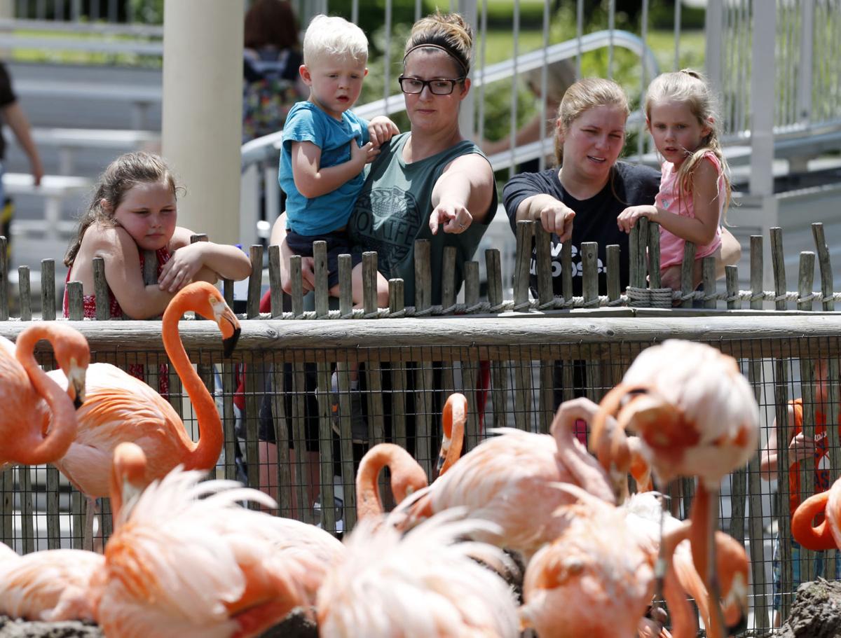Will Coggin: Activists want zoos to be an endangered species