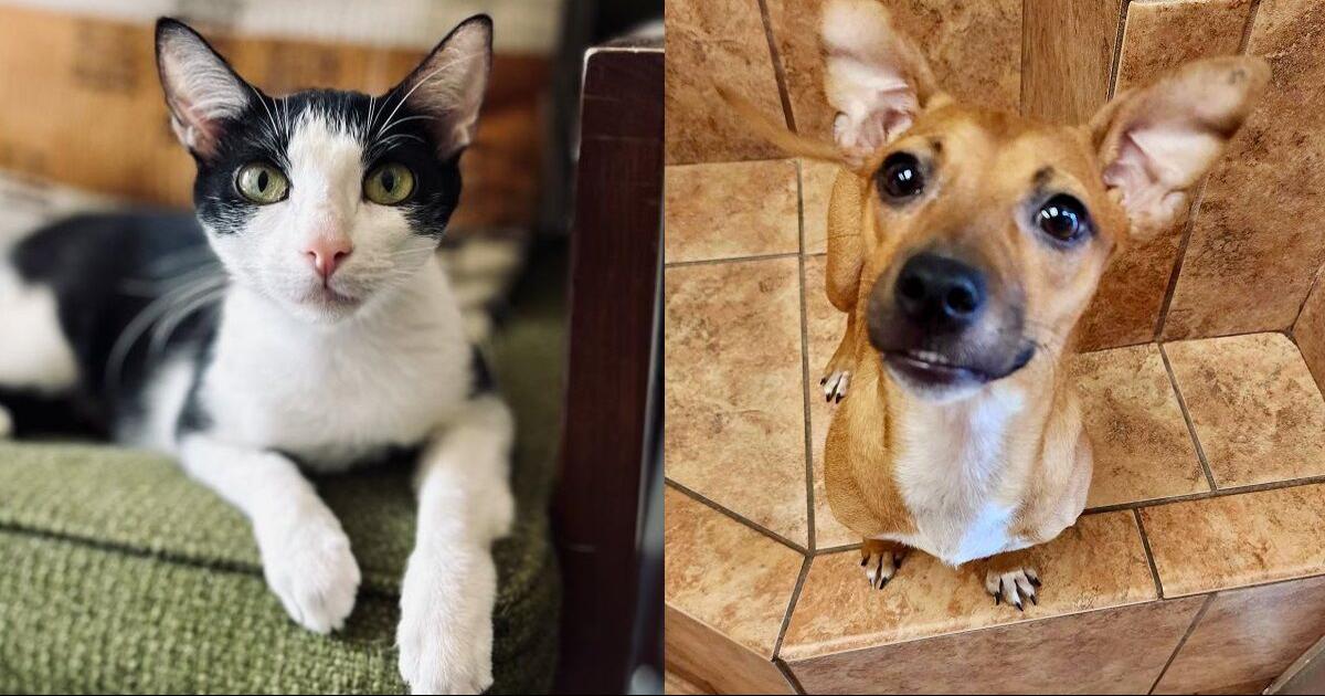 Tulsa Oklahoma area dogs and cats available to adopt