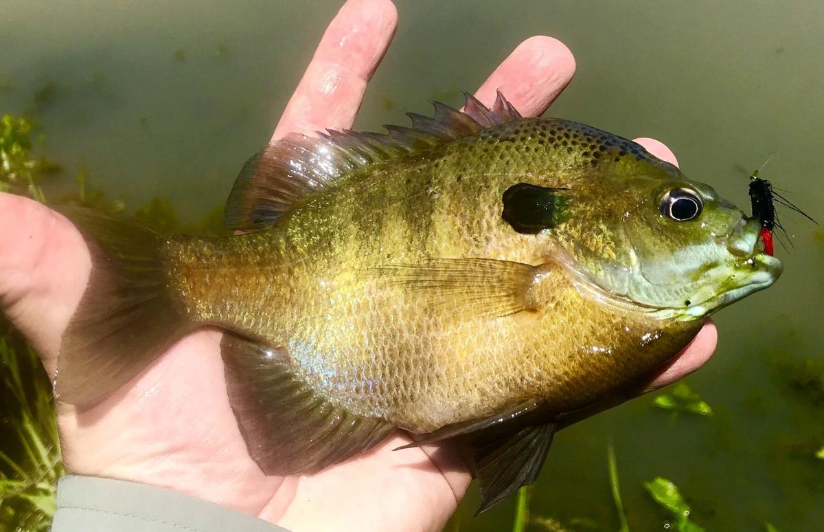 Gallery: 19 Oklahoma fish species caught on a fly rod. Can you ID them?