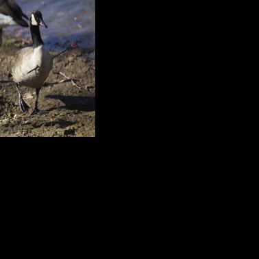 Injured Goose Eludes Capture