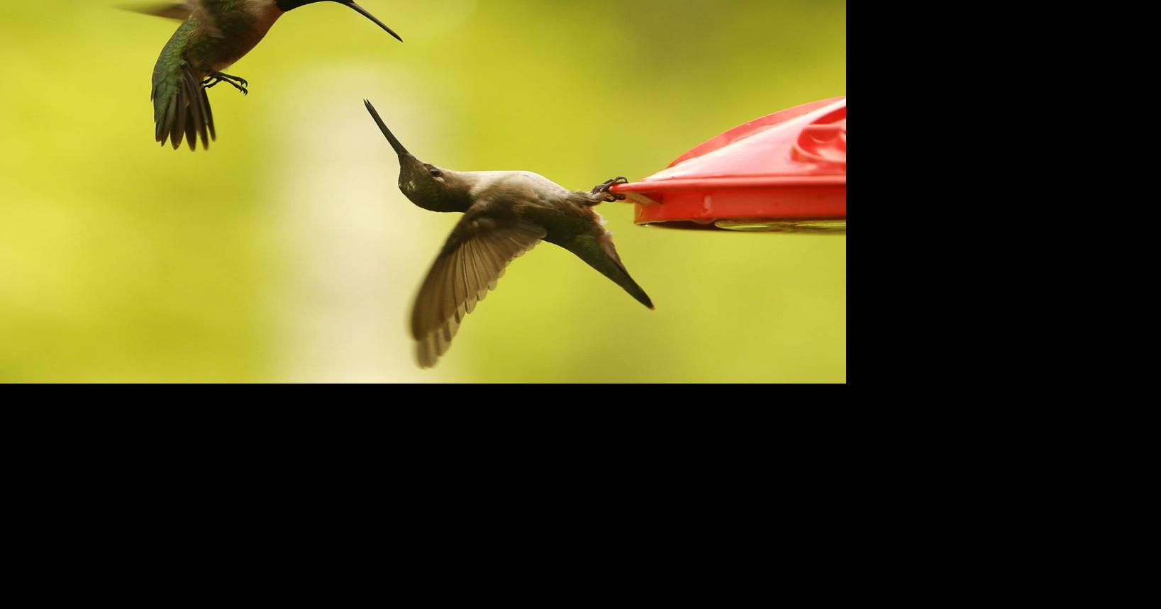 Fun facts about hummingbirds and ways to support them