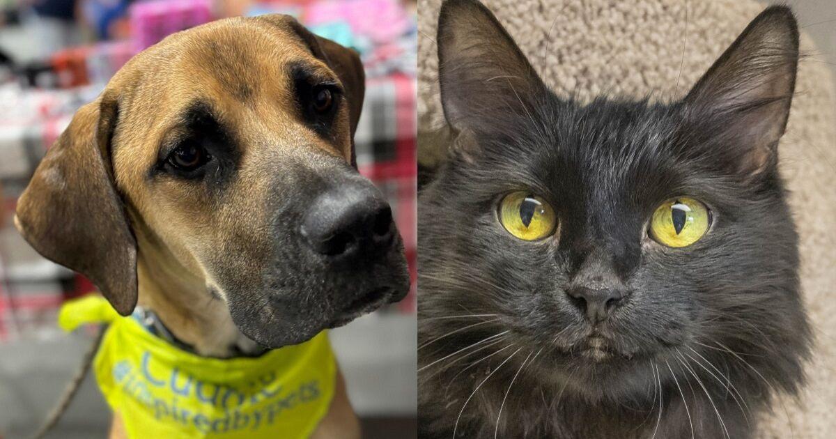 Tulsa Oklahoma area dogs and cats available to adopt