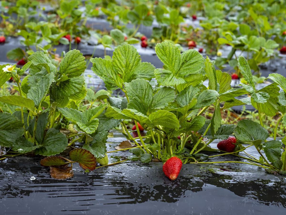 When to plant strawberries in growing zone 7b