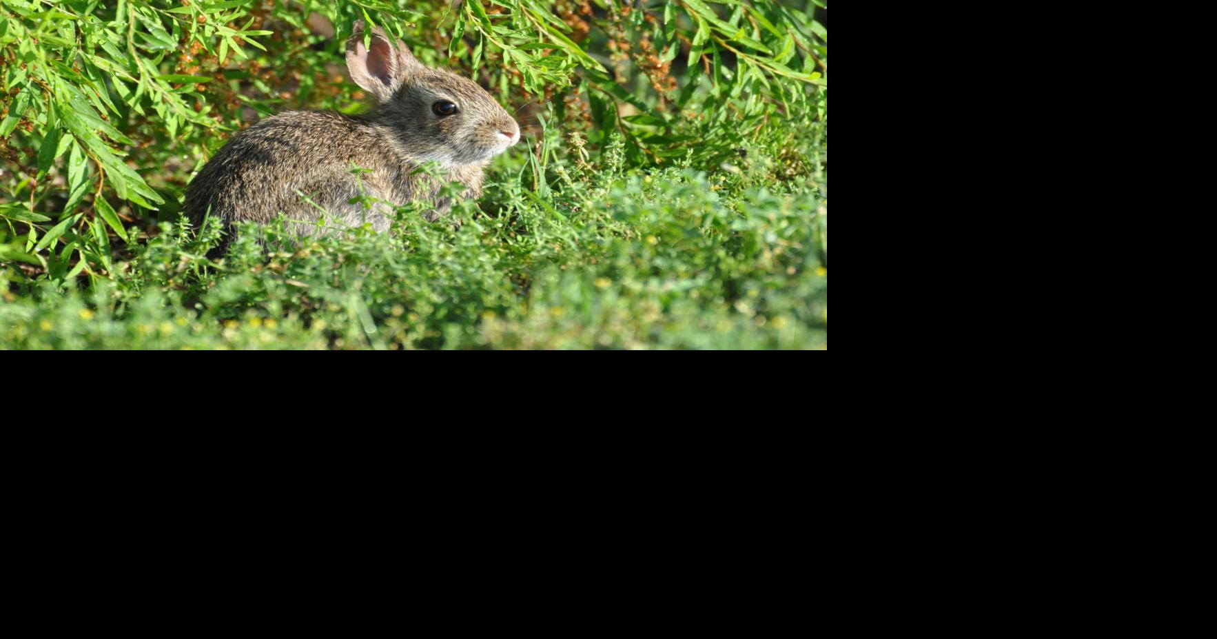 Deadly 'Bunny Ebola' an inevitability for Oklahoma's rabbits as disease ...