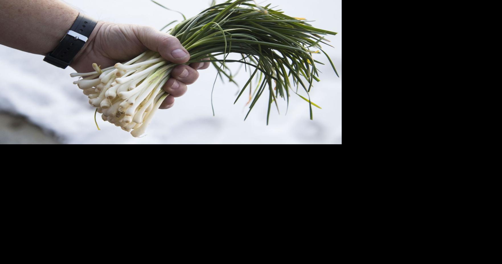 Wild onion harvest anticipated as annual celebration of spring
