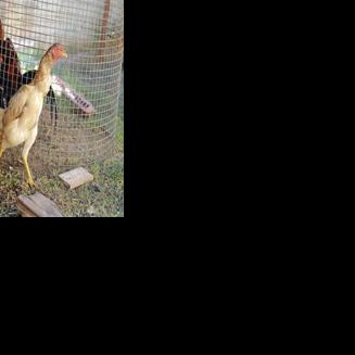 Photo gallery: Farming with a purpose