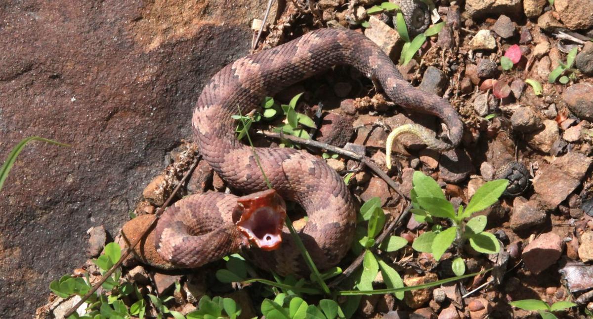 Kelly Bostian: Know the difference between a water snake and a ...