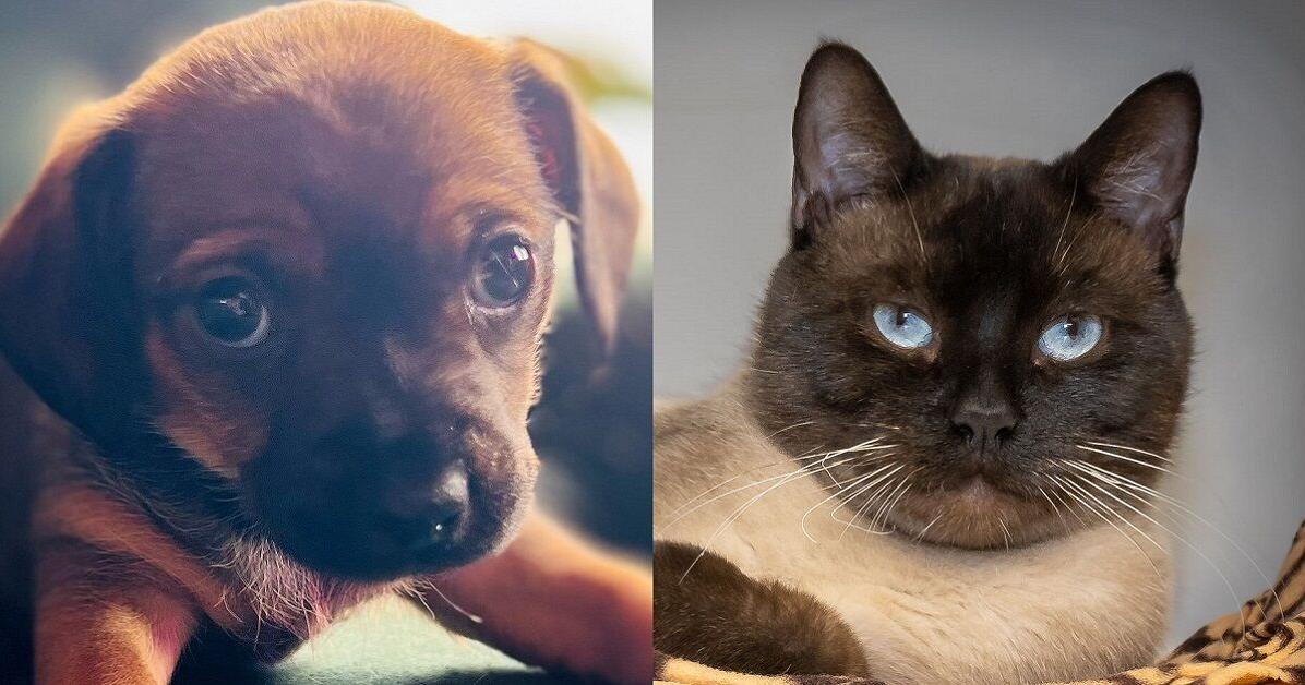 Pawsitively adorable: Meet 33 adoptable dogs and cats looking for love ...