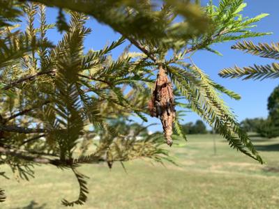 How to keep bagworms under control