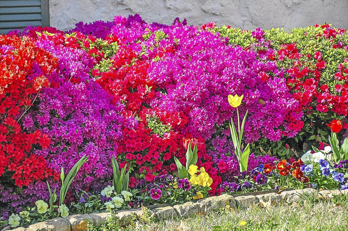 Master Gardener: Root rot can turn beautiful azalea bush into a corpse ...