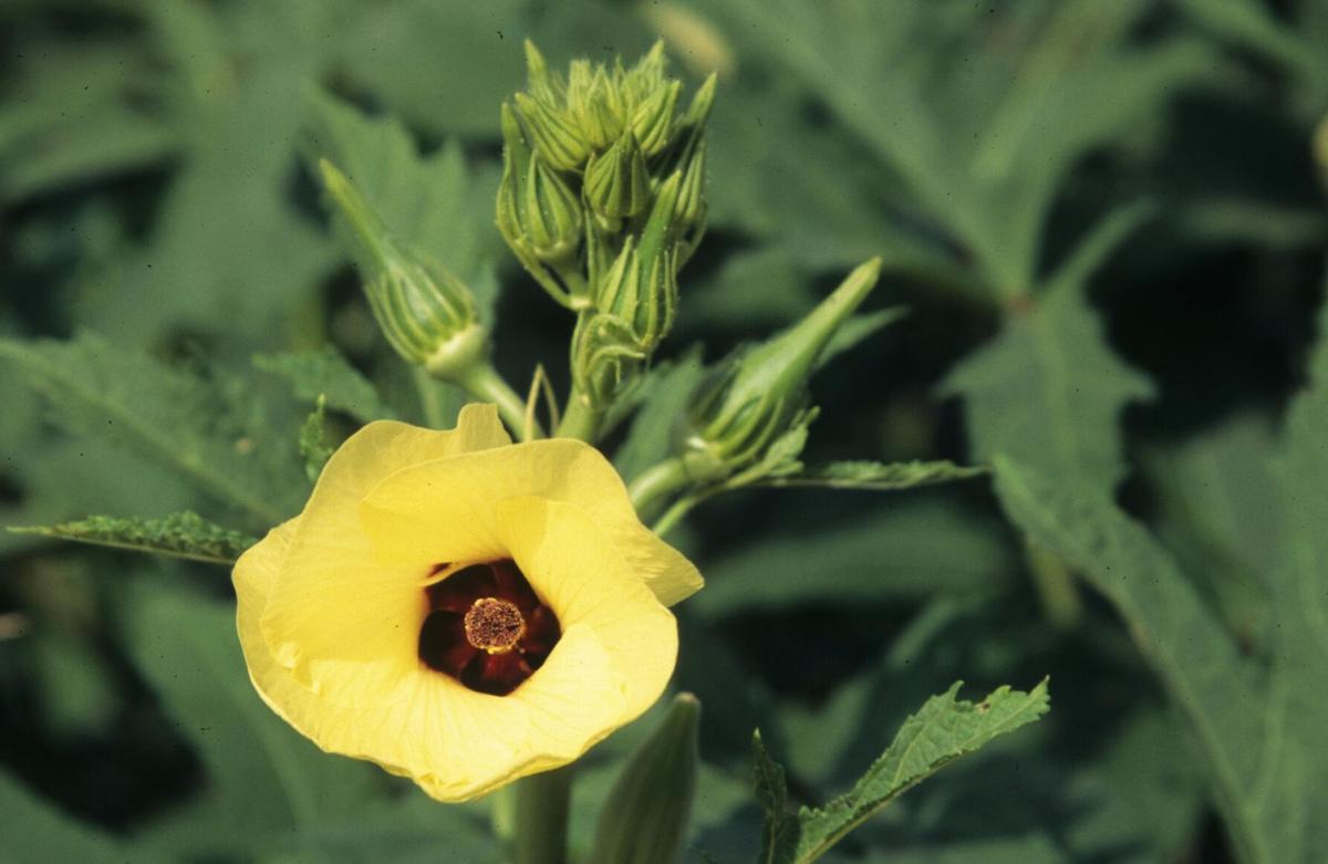 How to grow okra in Oklahoma heat