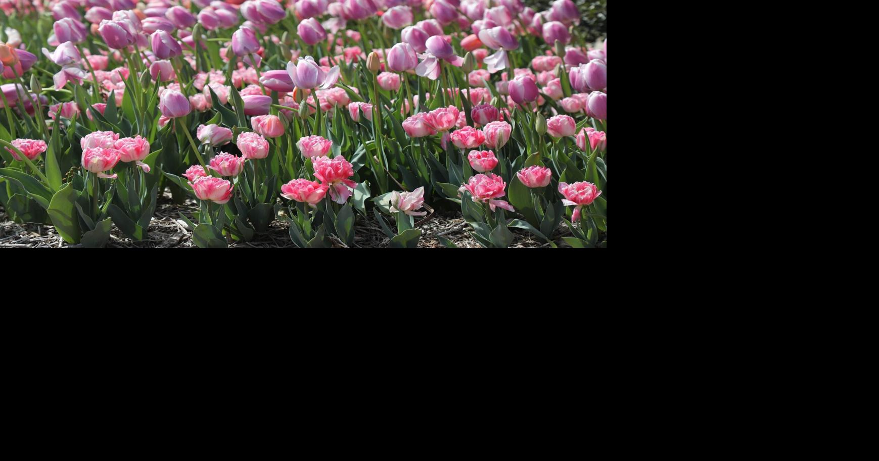 Guide to Tulsa-area gardening events, floral displays and more to ...
