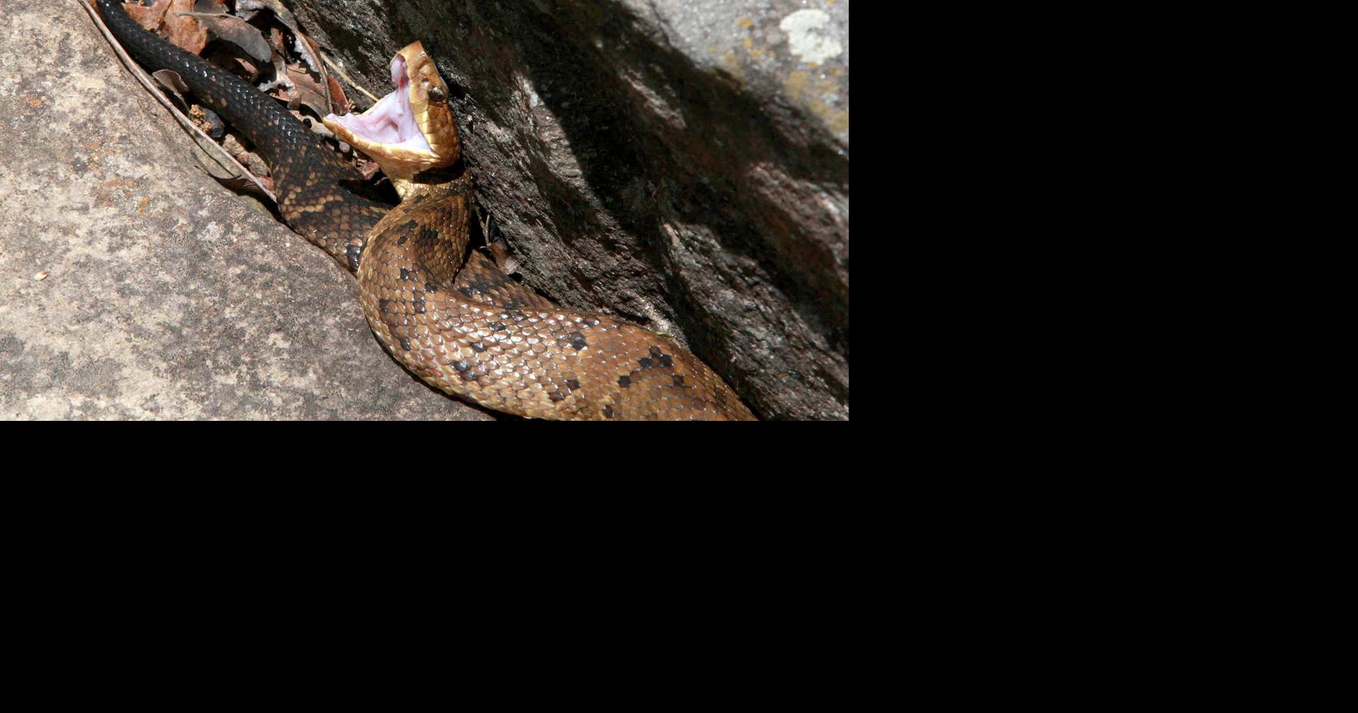 Up close and venomous: See the difference, watersnake vs. cottonmouth