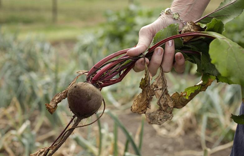 When to plant vegetables in spring