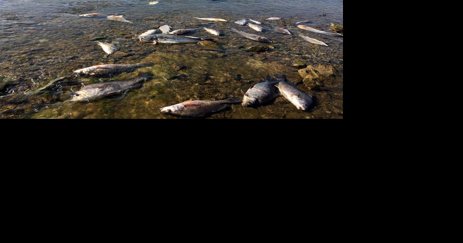 Massive fish kill below Zink Dam raises questions about future river ...