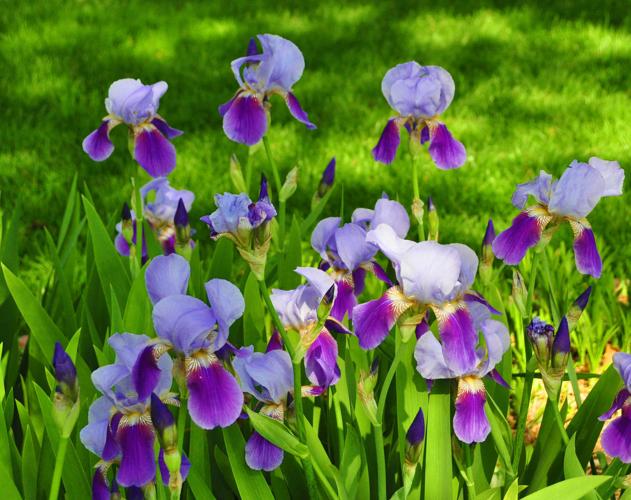Split your iris plants and share them with a friend