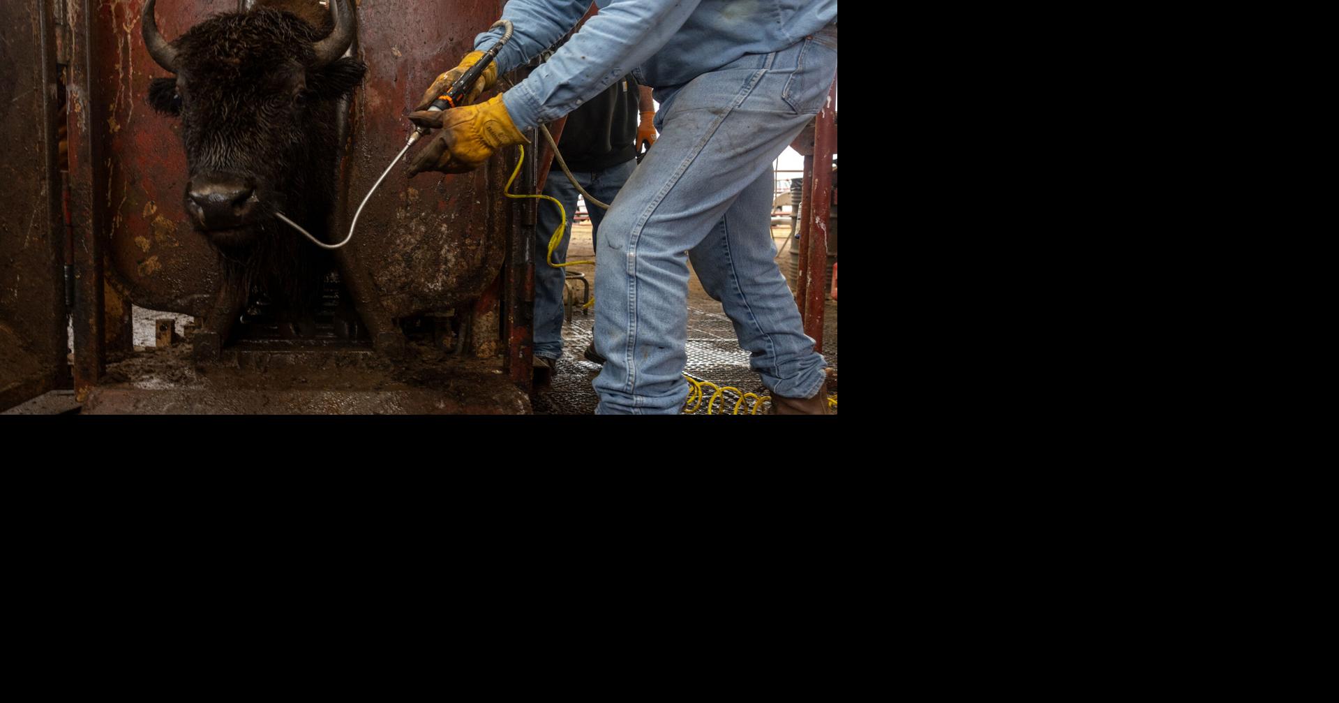 Photos: Tallgrass Prairie Preserve's 31st bison roundup